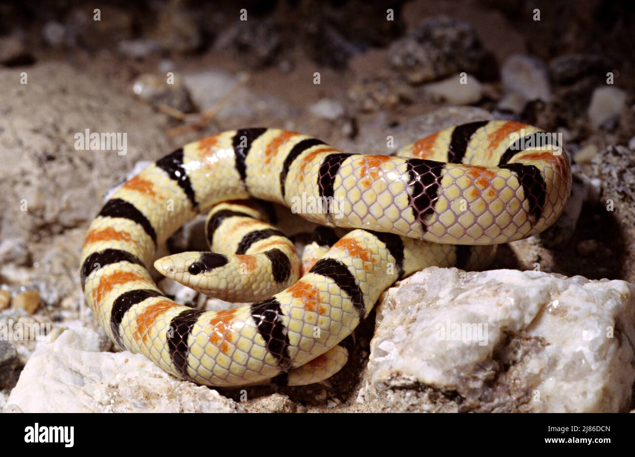 Western Shovel-nosed snake USA Stock Photo - Alamy