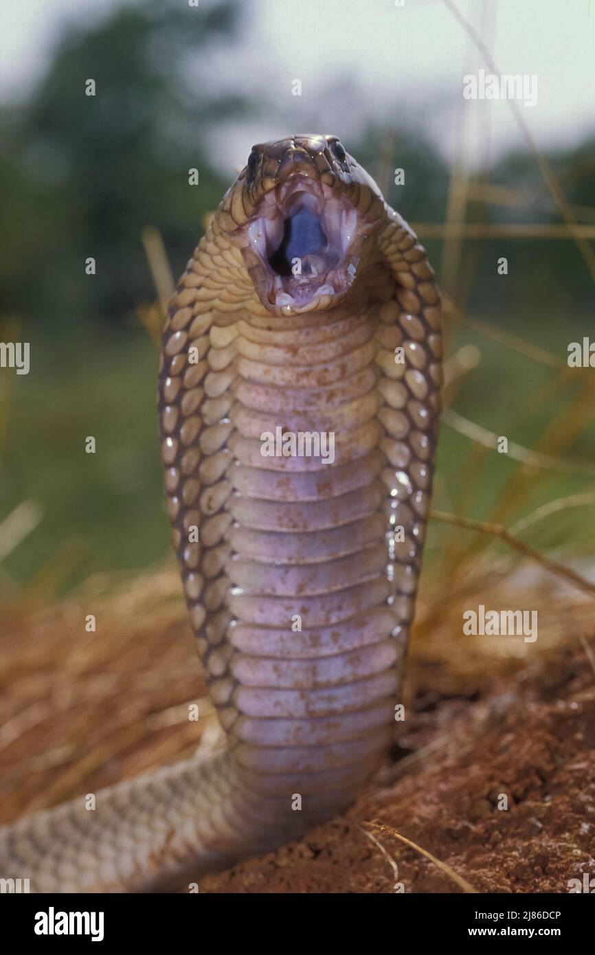 Egyptian Cobra (Naja haje) standing, Afri Stock Photo - Alamy