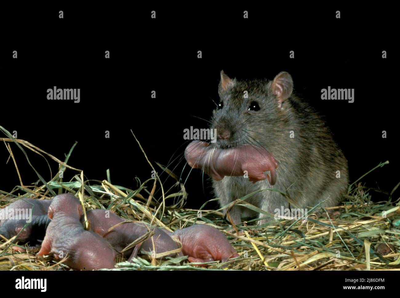 Norway rat (Rattus norvegicus) female and her youngs at the nest ...