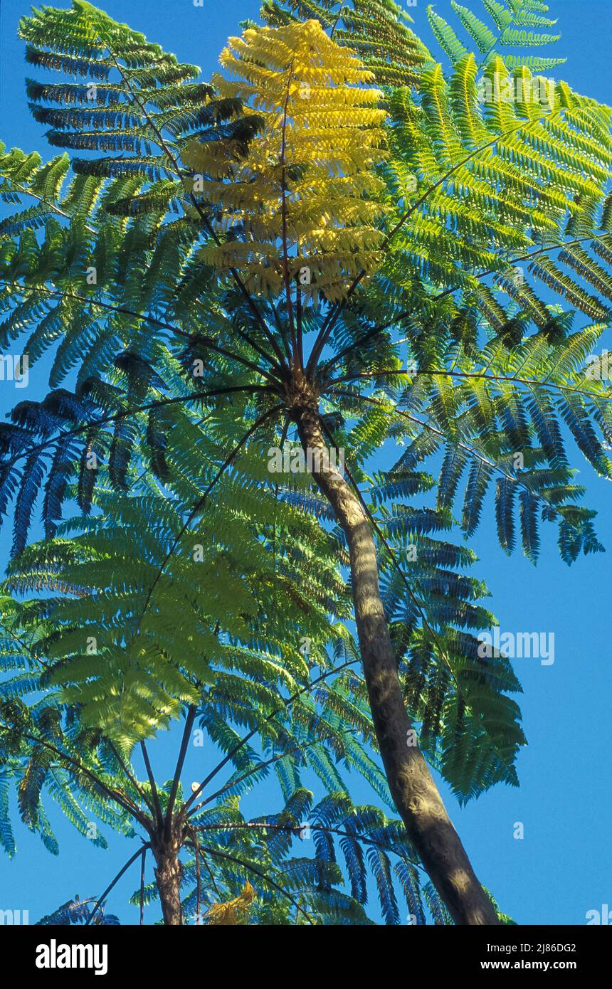 Tree fern (Cyathea arbora) in low angle, Guadeloupe Stock Photo - Alamy