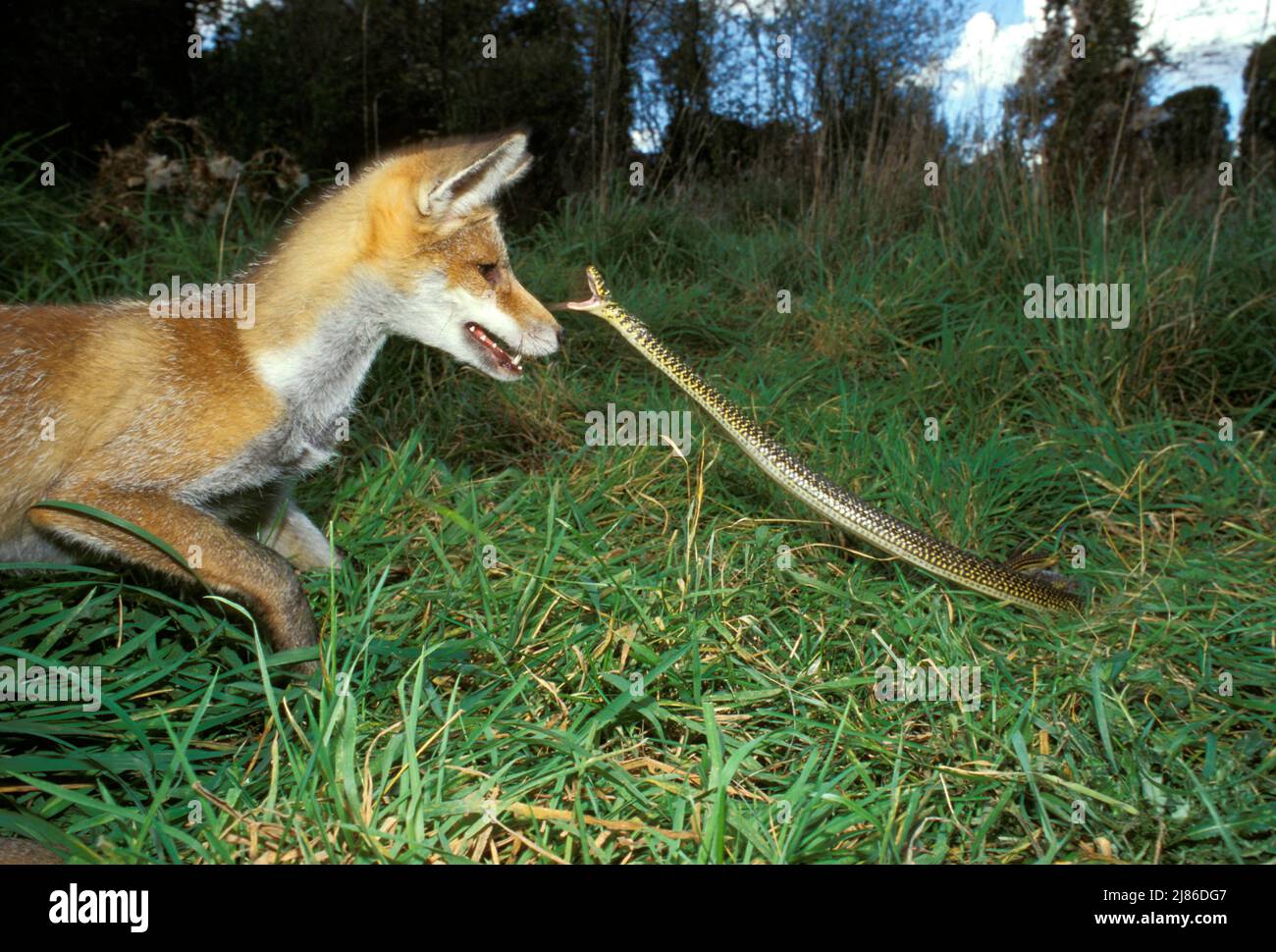 Red fox (Vulpes vulpes) attacked by a Western whip snake (Hierophis ...