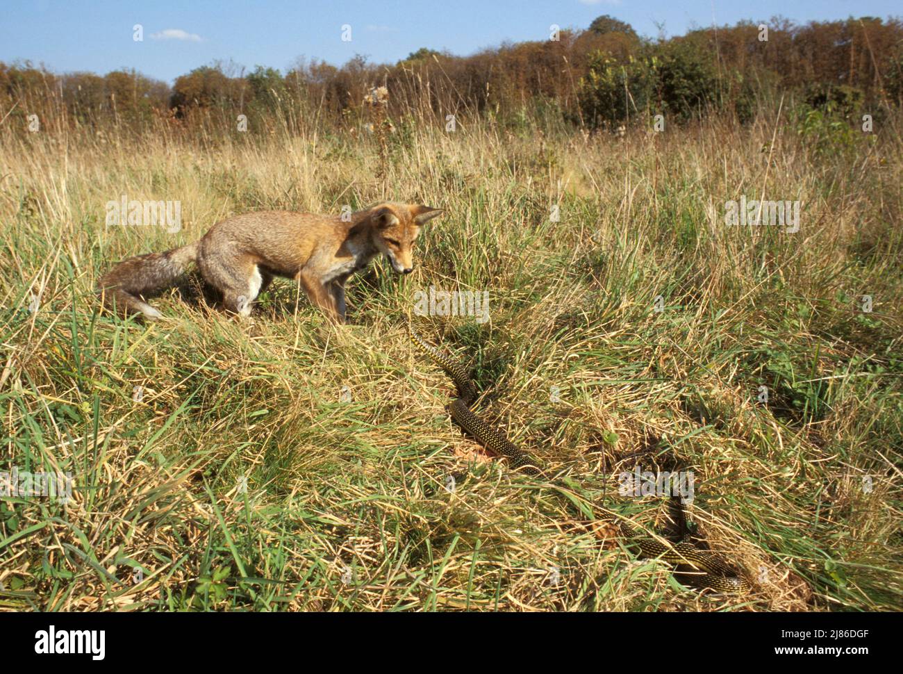 Red fox (Vulpes vulpes) attacked by a Western whip snake (Hierophis ...