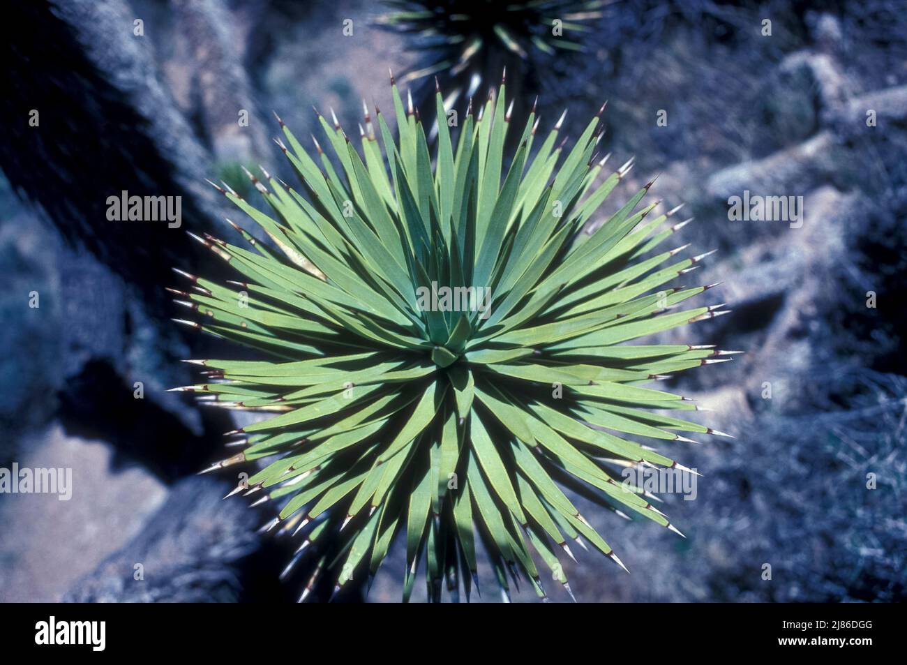 Joshua tree (Yucca brevifolia), Southern California, USA Stock Photo ...
