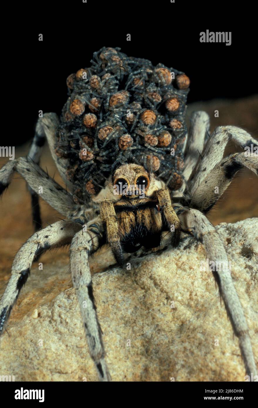 Wolf spider (Lycosa sp) carrying its young on its back Stock Photo - Alamy