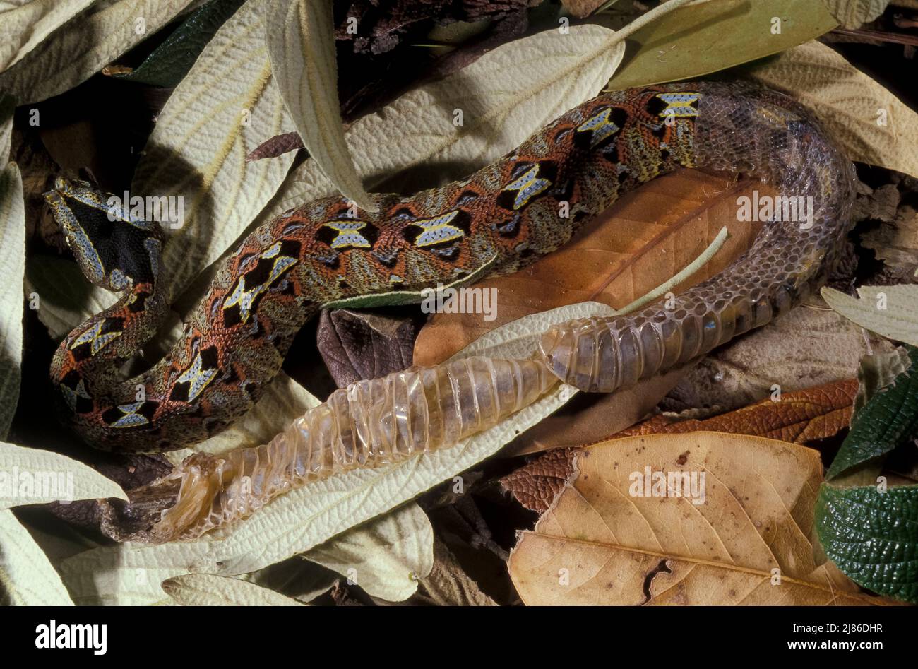 Rhinoceros Viper (Bitis nasicornis) moulting, Equatorial Africa Stock ...