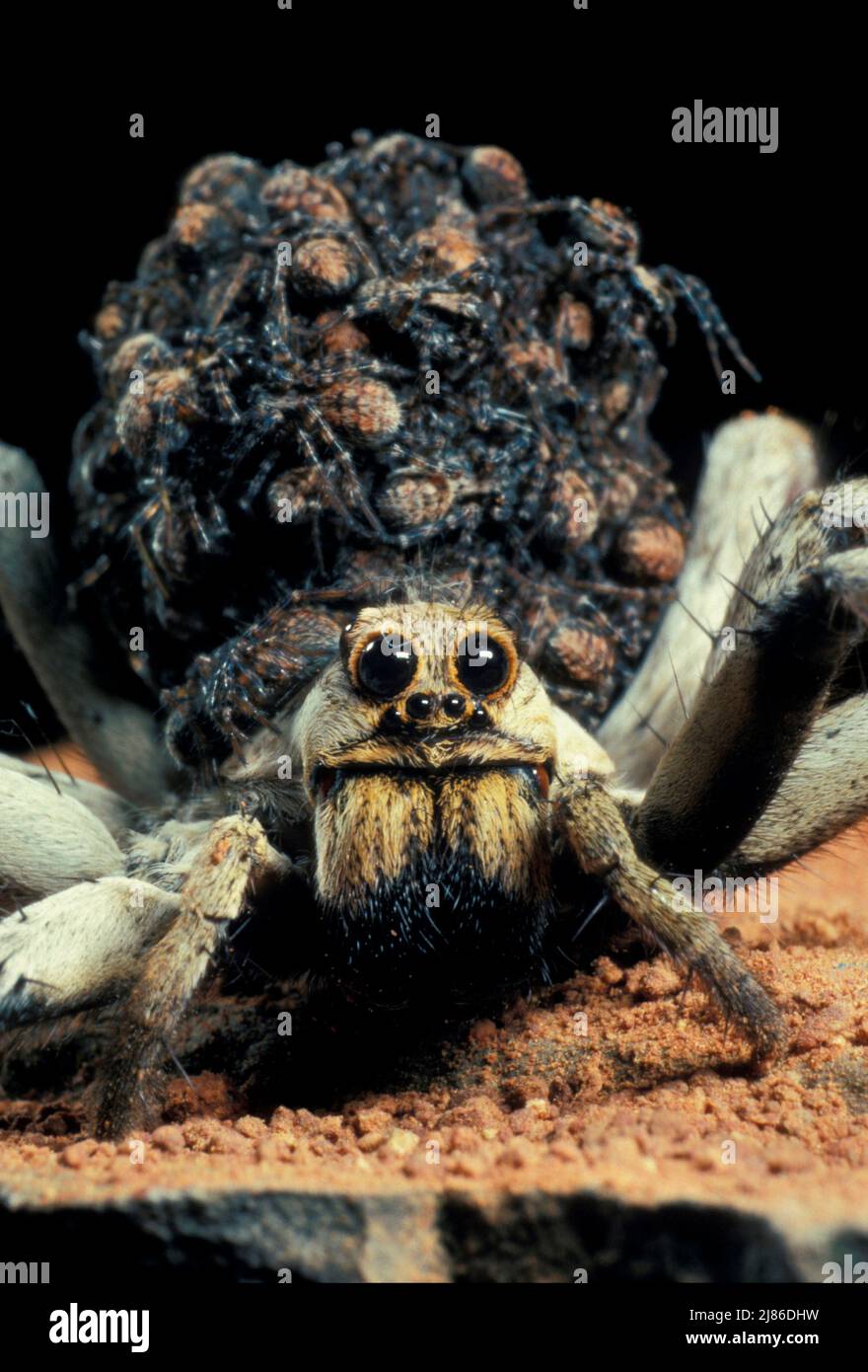 Wolf spider (Lycosa sp) carrying its young on its back Stock Photo - Alamy