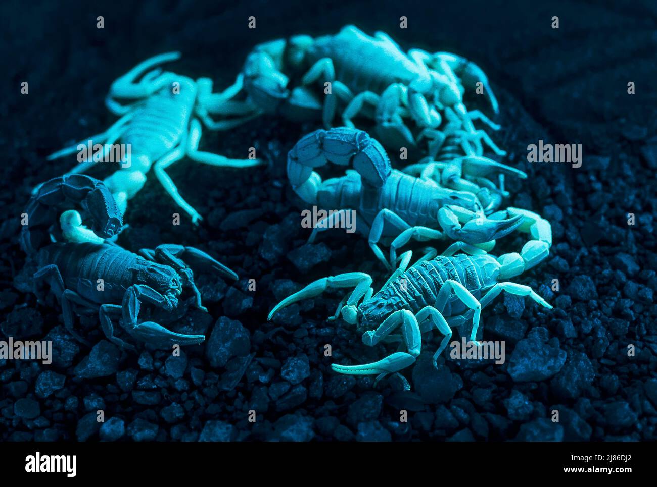 Fluorescence of Scorpions visible under ultraviolet light Stock Photo ...