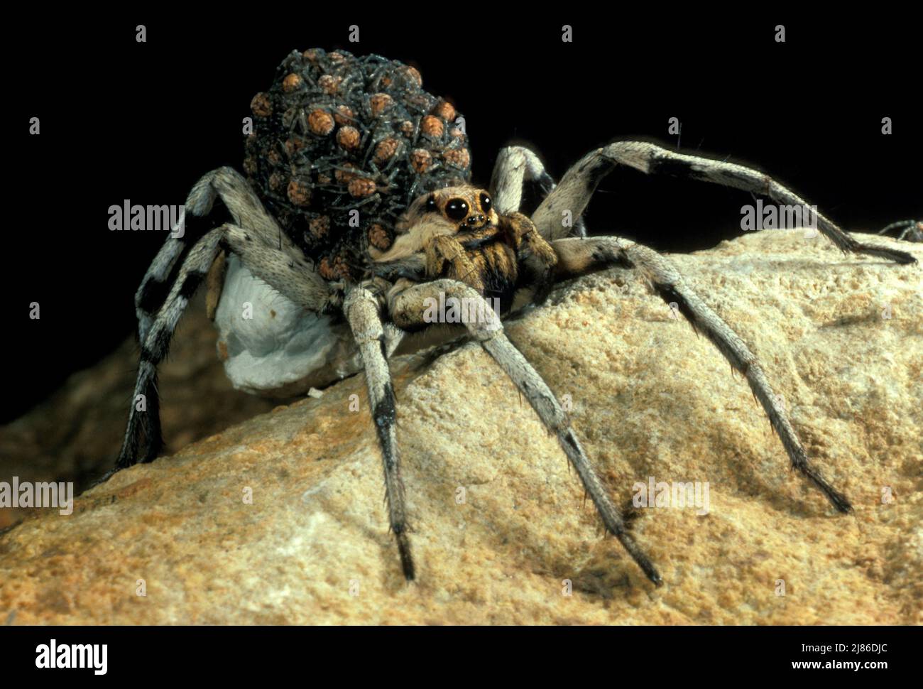 Wolf spider (Lycosa sp) carrying its young on its back Stock Photo - Alamy