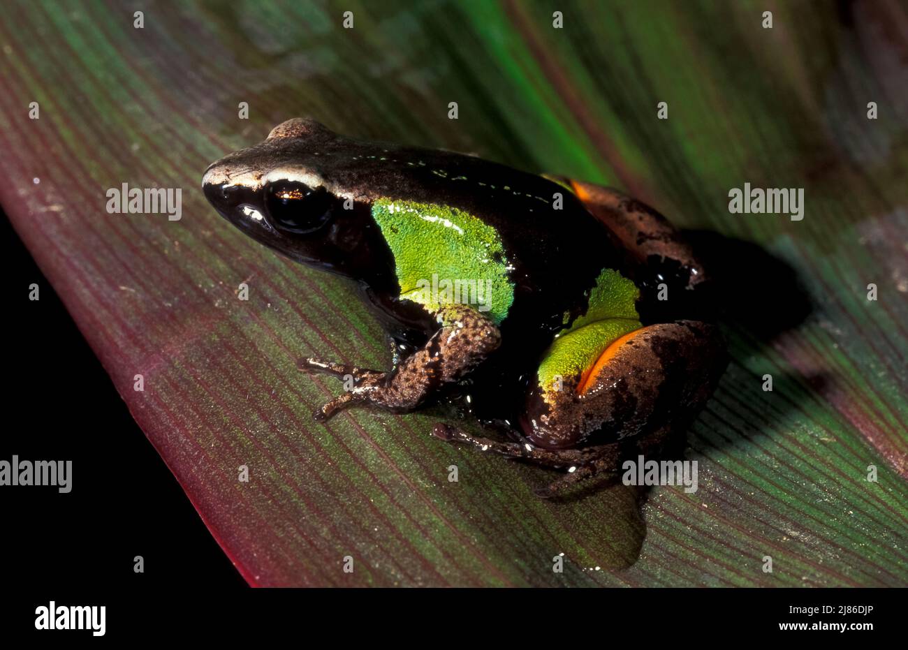 Beautiful Mantella (Mantella pulchra) on a leaf, Madagascar Stock Photo ...
