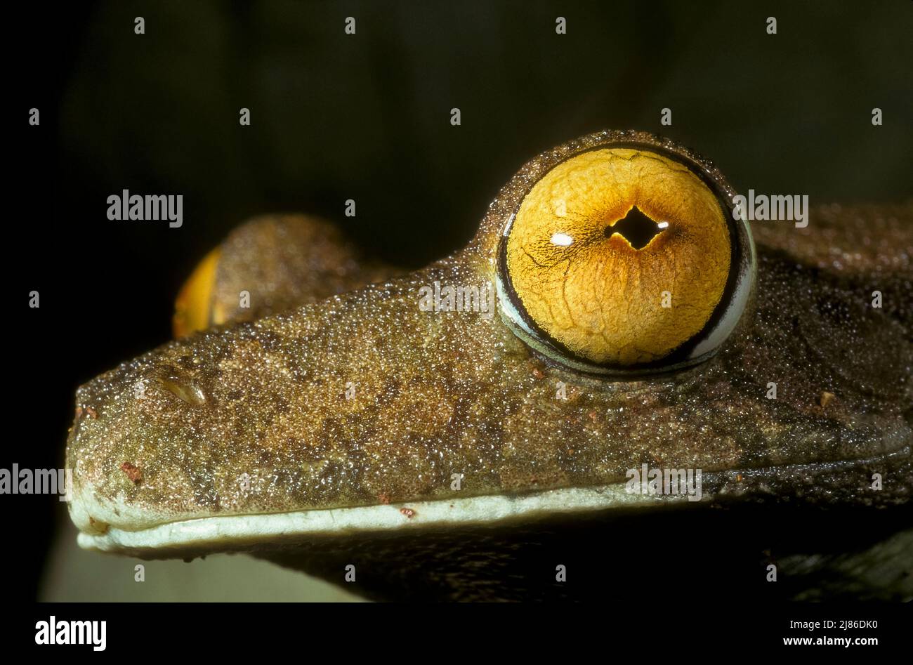 Rusty Tree frog (Hypsiboas boans) eye, French Guyana Stock Photo - Alamy