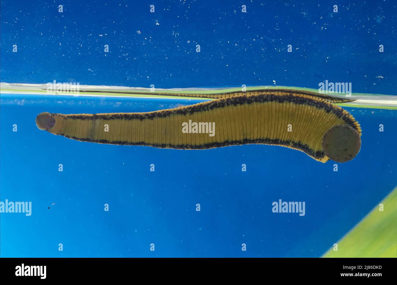 Hirudo medicinalis officinalis hi-res stock photography and images - Alamy