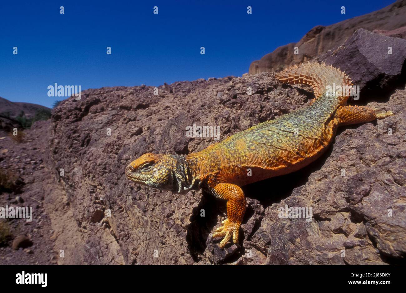 Moroccan Spiny-Tailed Lizard (Uromastyx acanthinurus) on a rock, Sahara ...