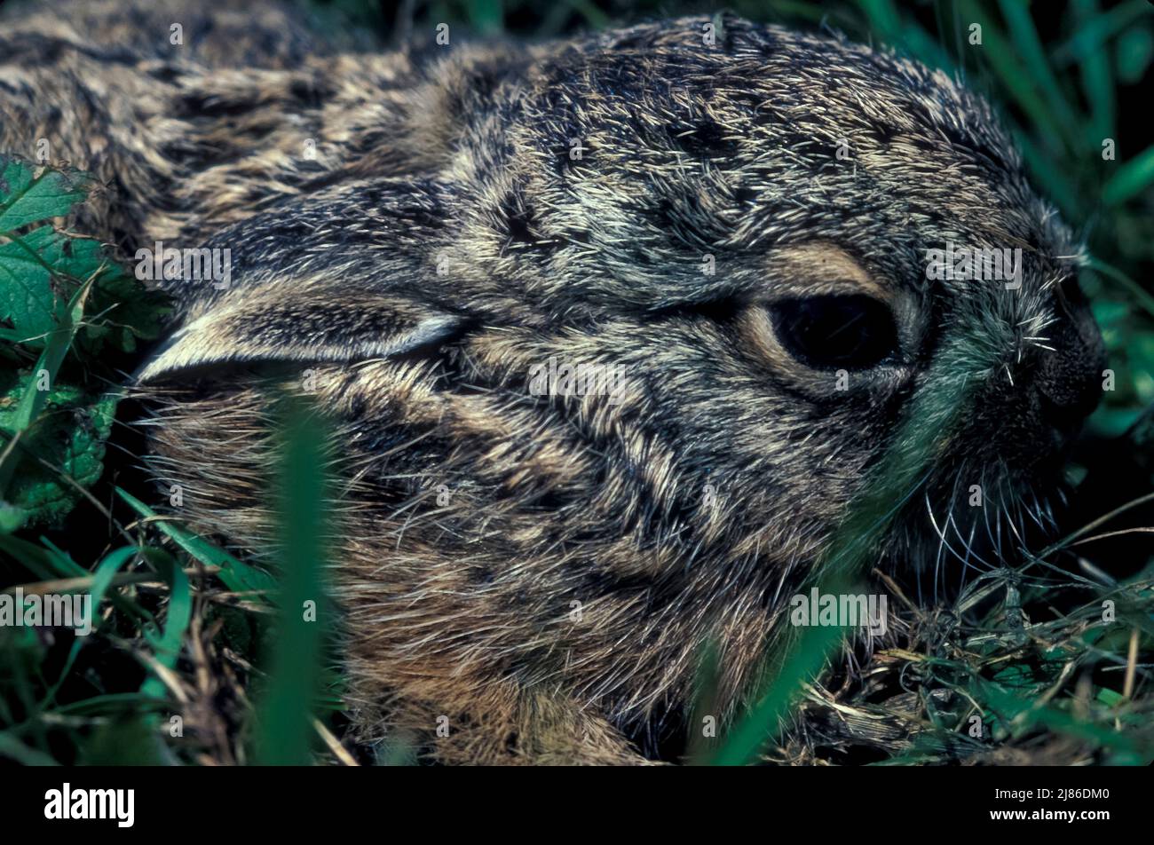 Portrait of a young European Hare (Lepus europaeus), France Stock Photo ...