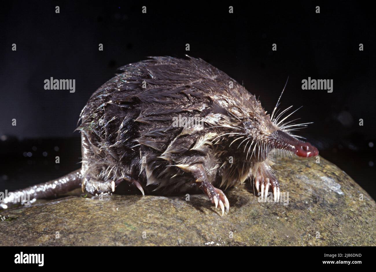 Galemys pyrenaicus hi-res stock photography and images - Alamy