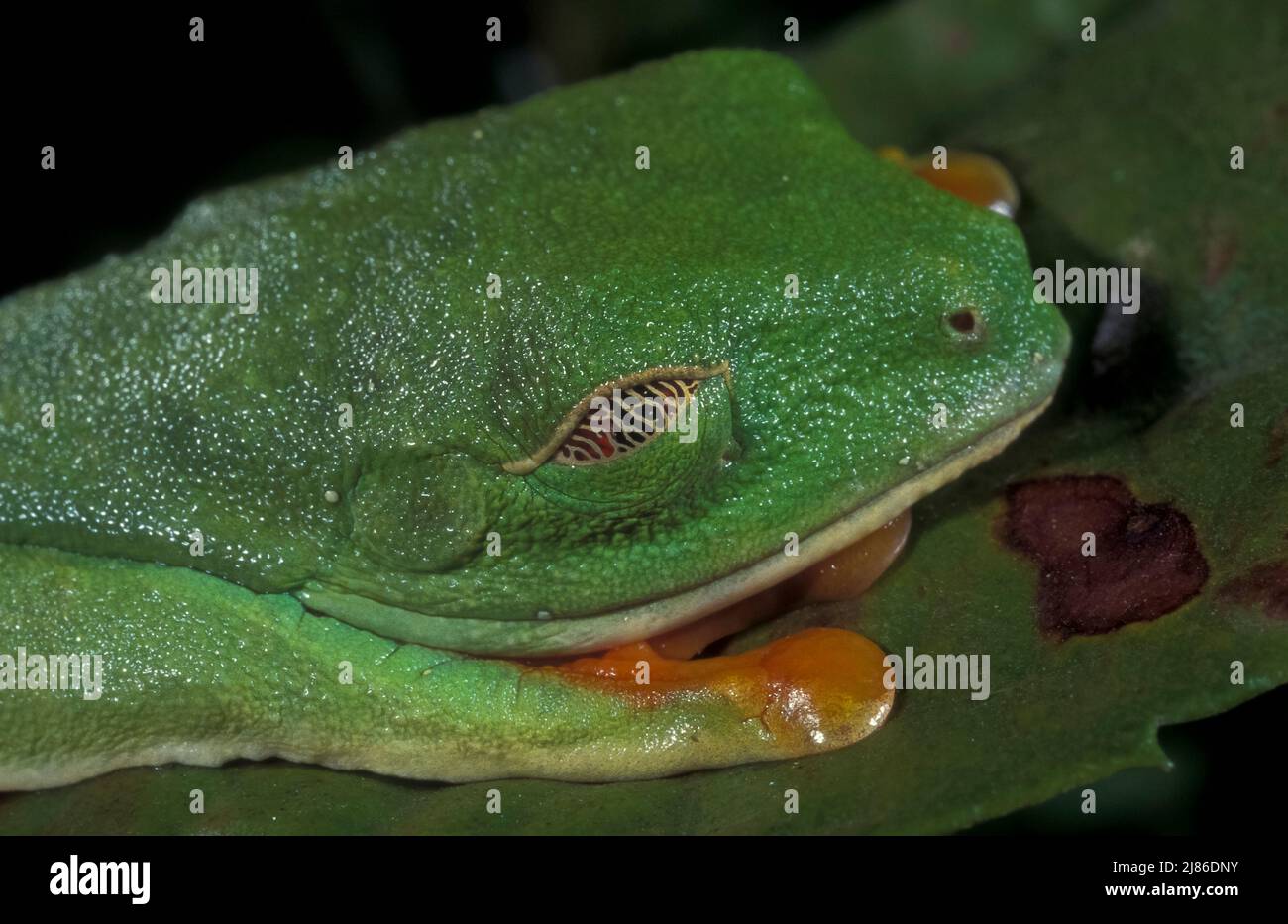 Red-eyed treefrog (Agalychnis callidryas), Central America Stock Photo ...