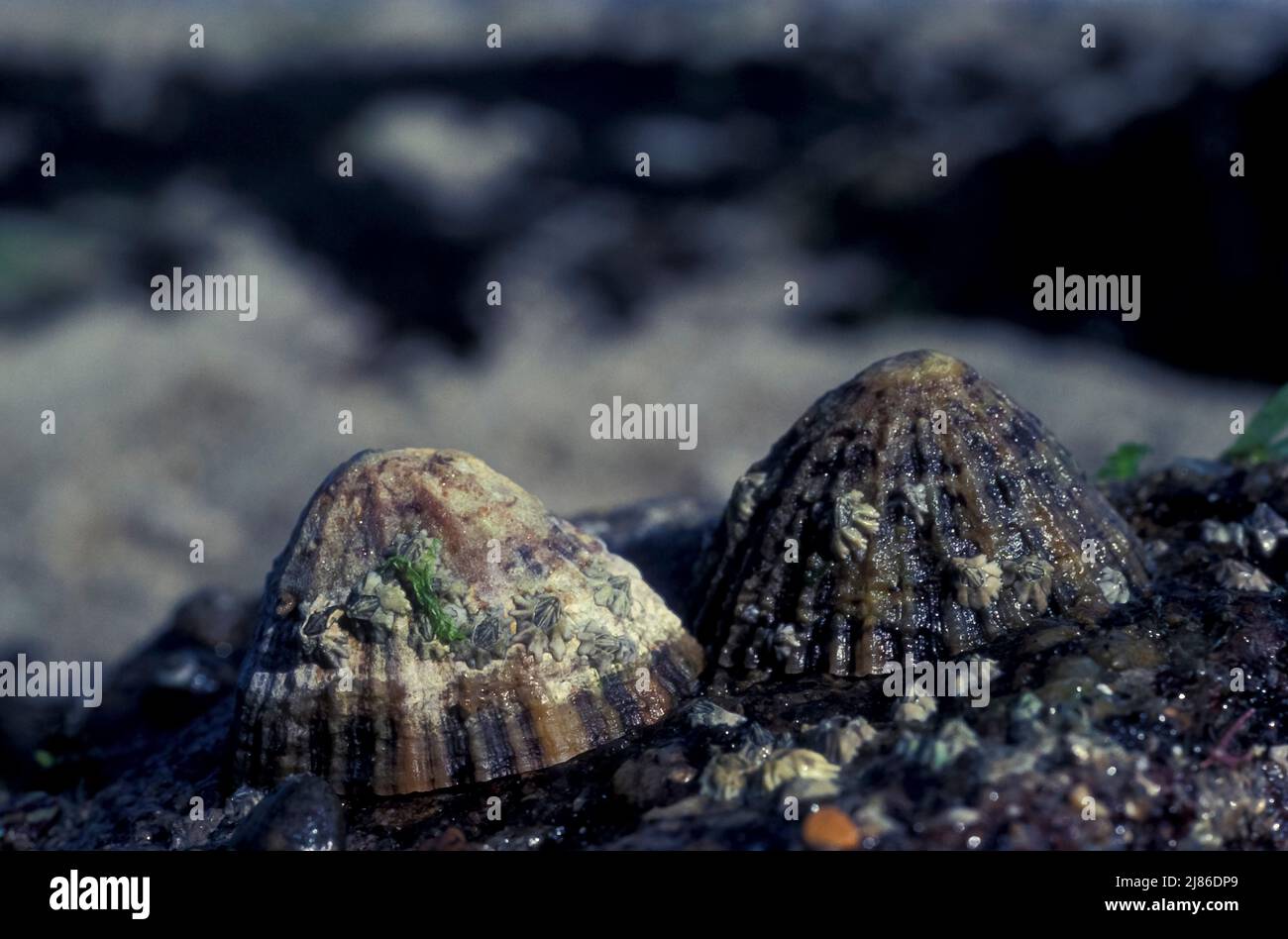 Saltwater limpet hi-res stock photography and images - Alamy