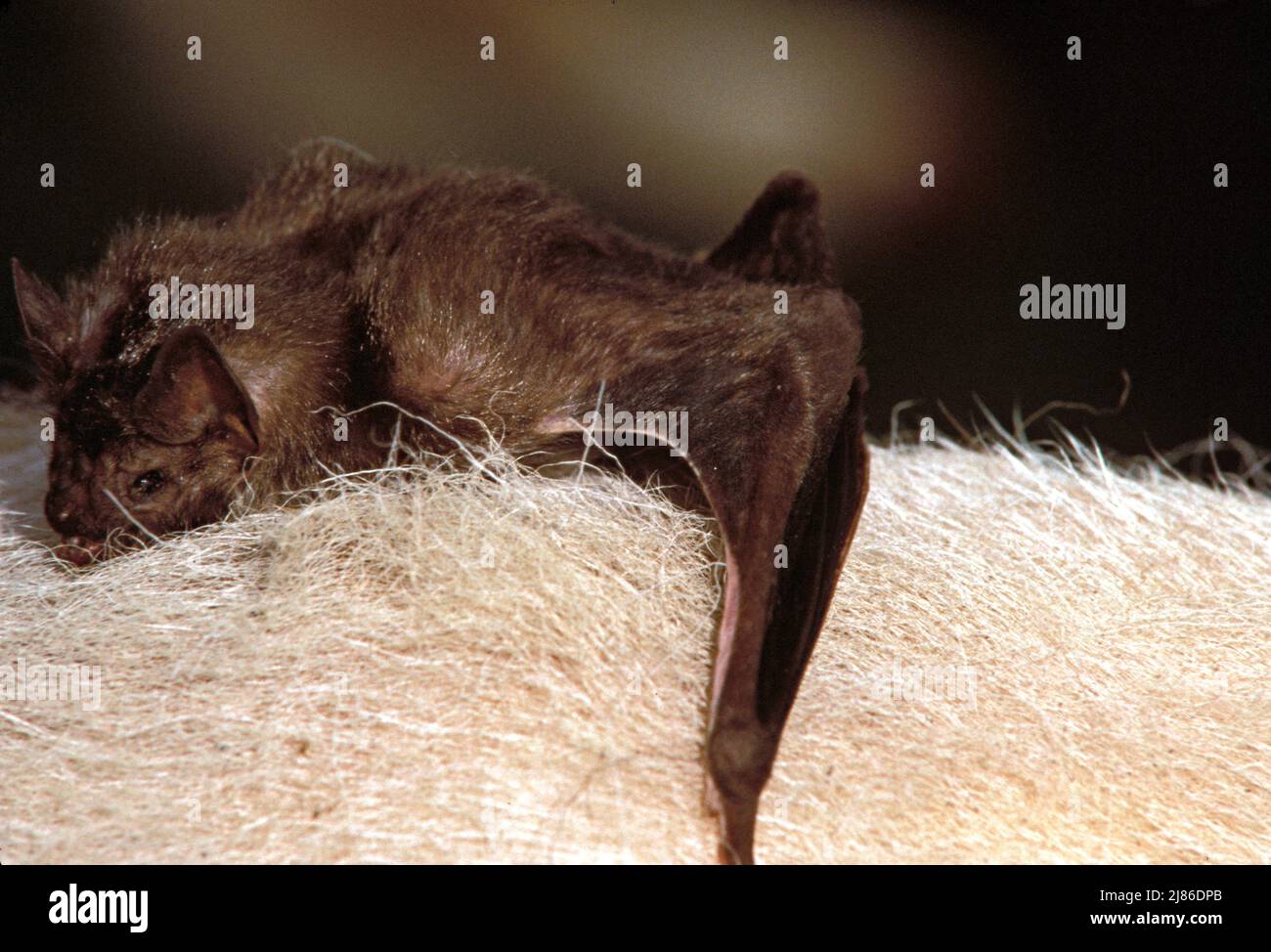 Common Vampire Bat (Desmodus rotundus) biting a goat, French Guyana ...