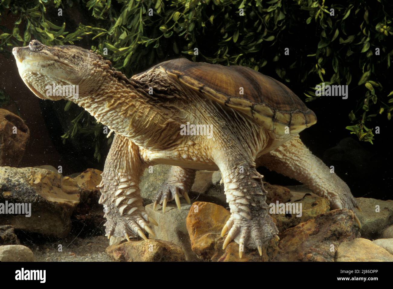 Common Snapping Turtle In Water