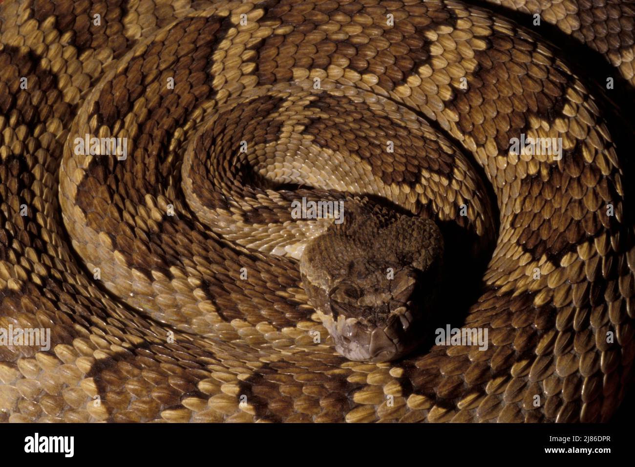 Portrait of a coiled prairie rattlesnake (Crotalus viridis), USA Stock ...