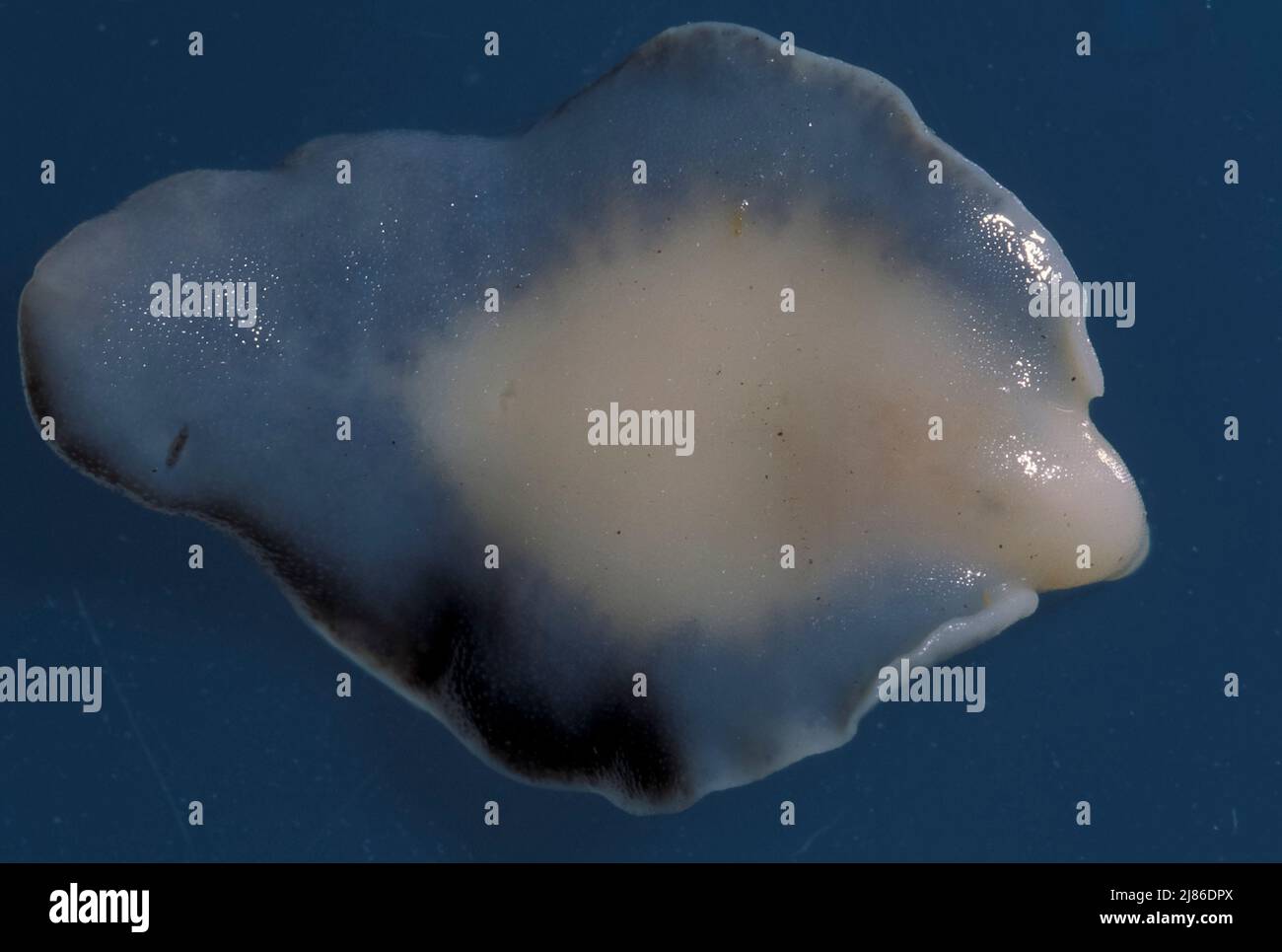 Dorsal side of Sheep liver fluke (Fasciola hepatica Stock Photo - Alamy