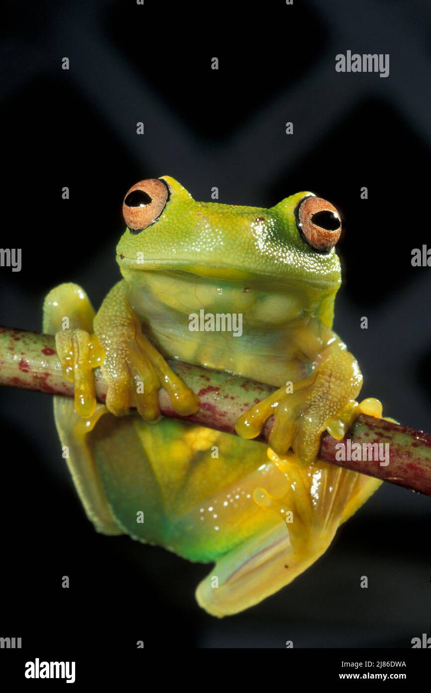 Demerara Falls tree frog (Boana cinerascens), French Guyana Stock Photo ...