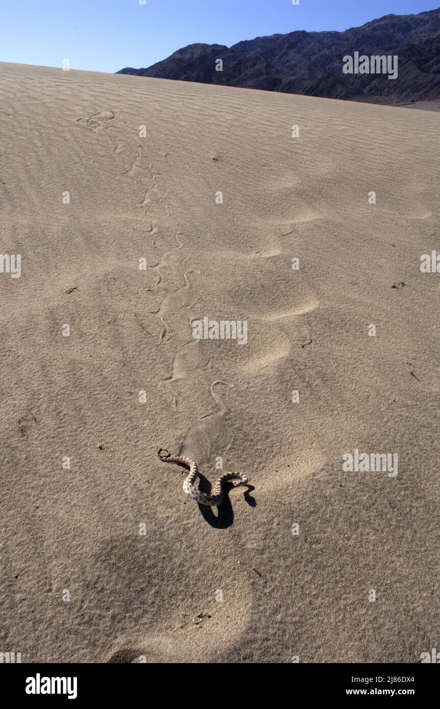 Mojave desert sidewinder hi-res stock photography and images - Alamy
