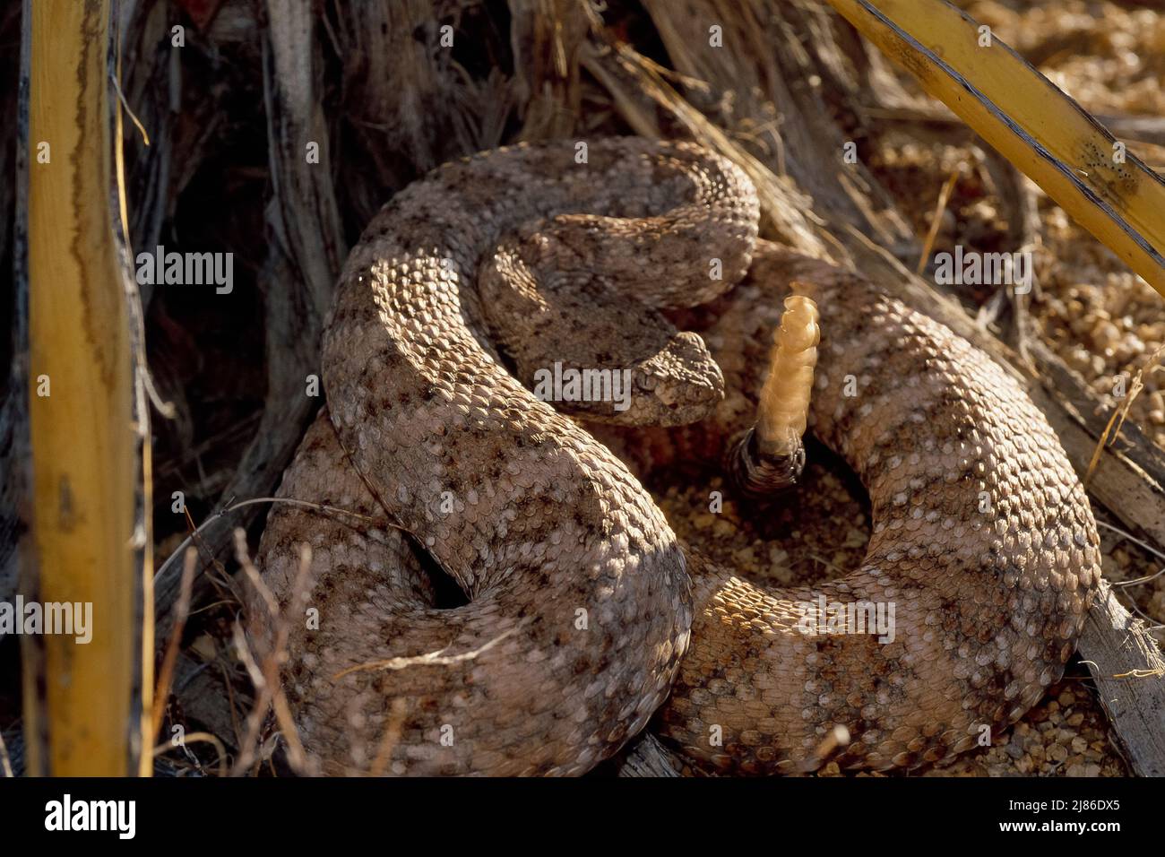 Speckled rattlesnake (Crotalus mitchellii) shaking its rattler, Baja ...