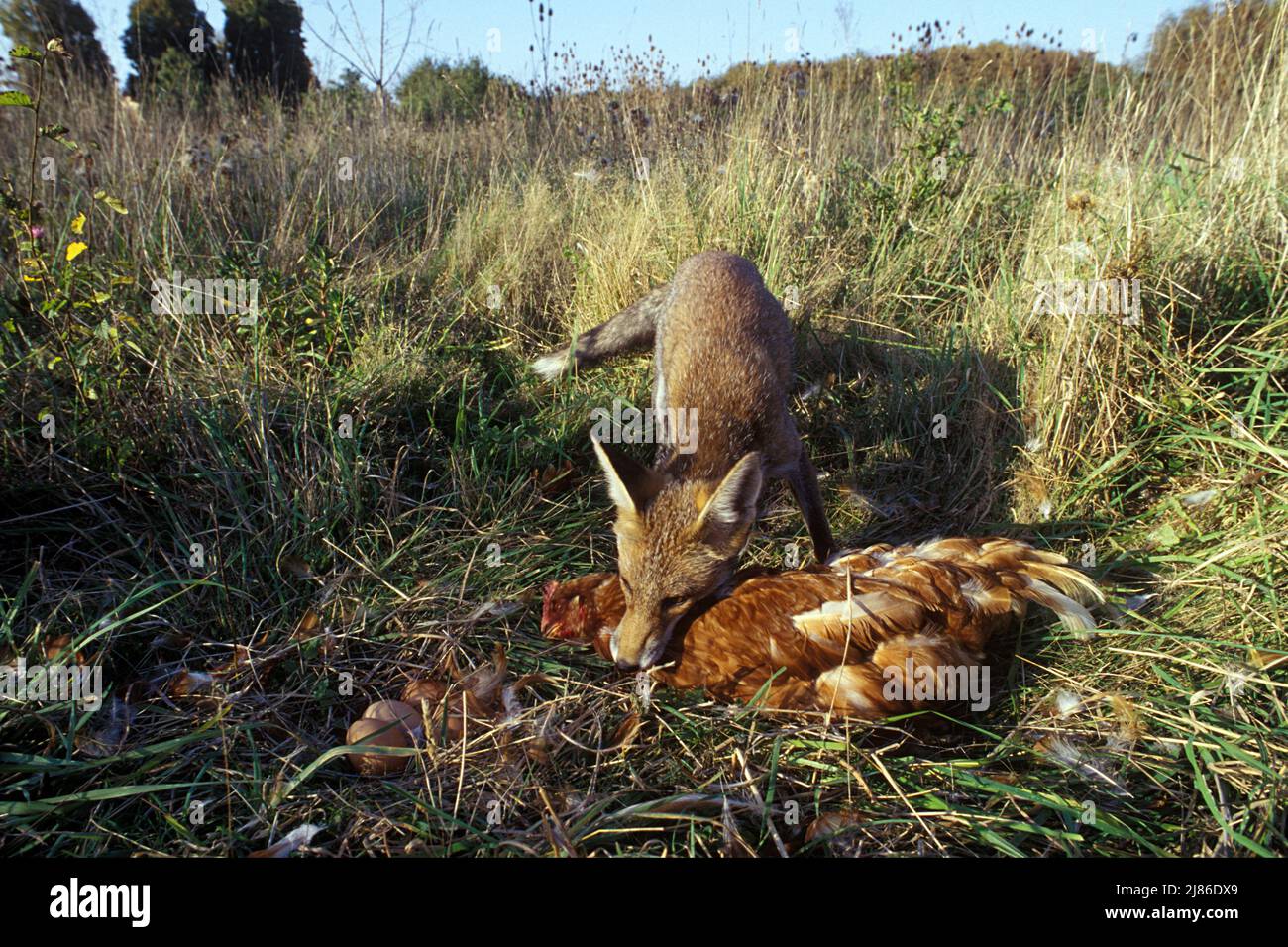 Red fox killing a hen on its nest Stock Photo - Alamy