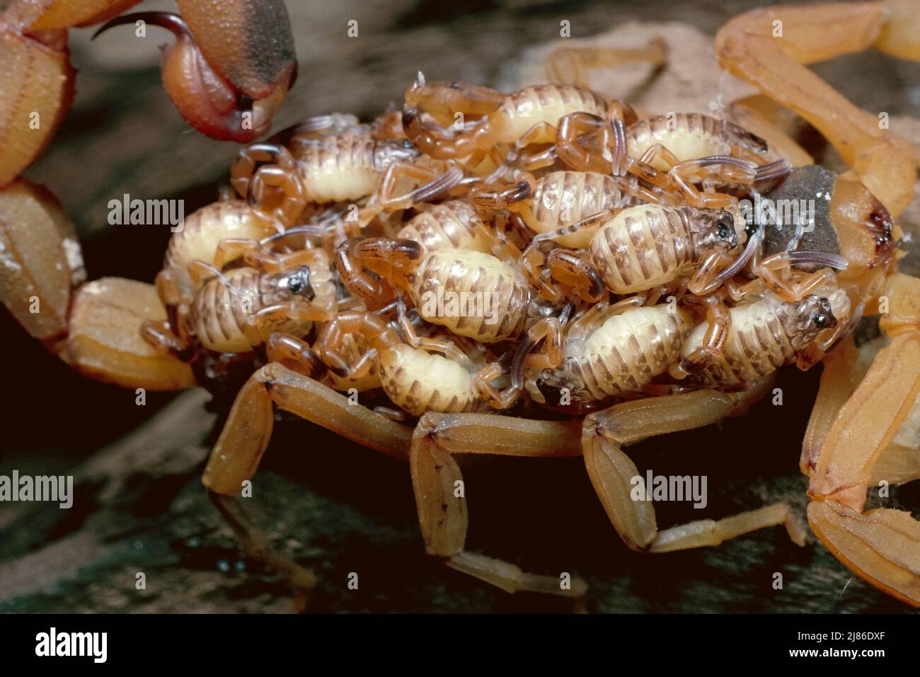 Brazilian yellow scorpion (Tityus serrulatus) carrying its young ...