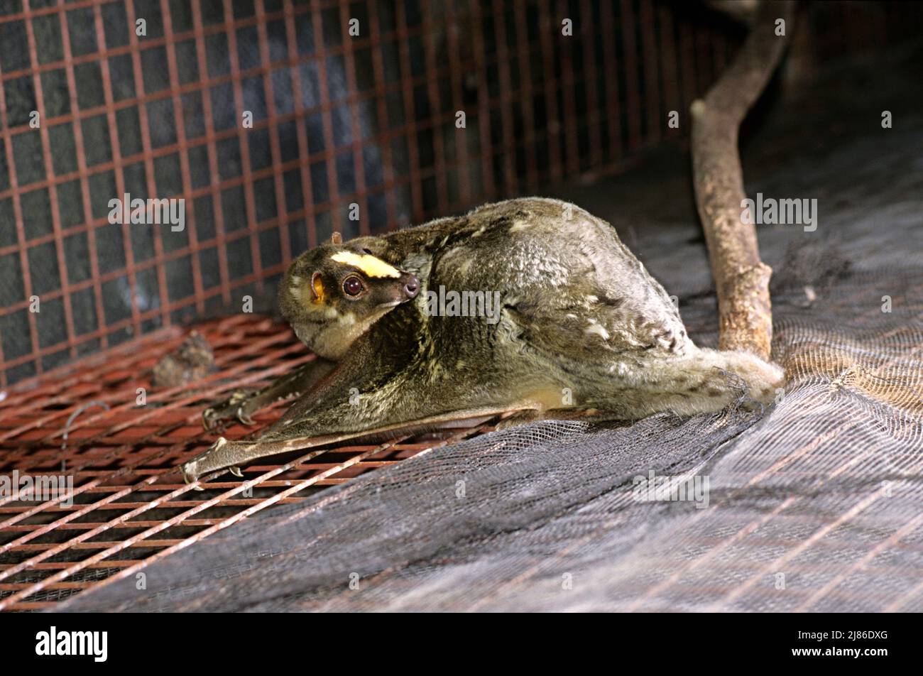 Philippine flying lemur in cage Philippines Stock Photo - Alamy