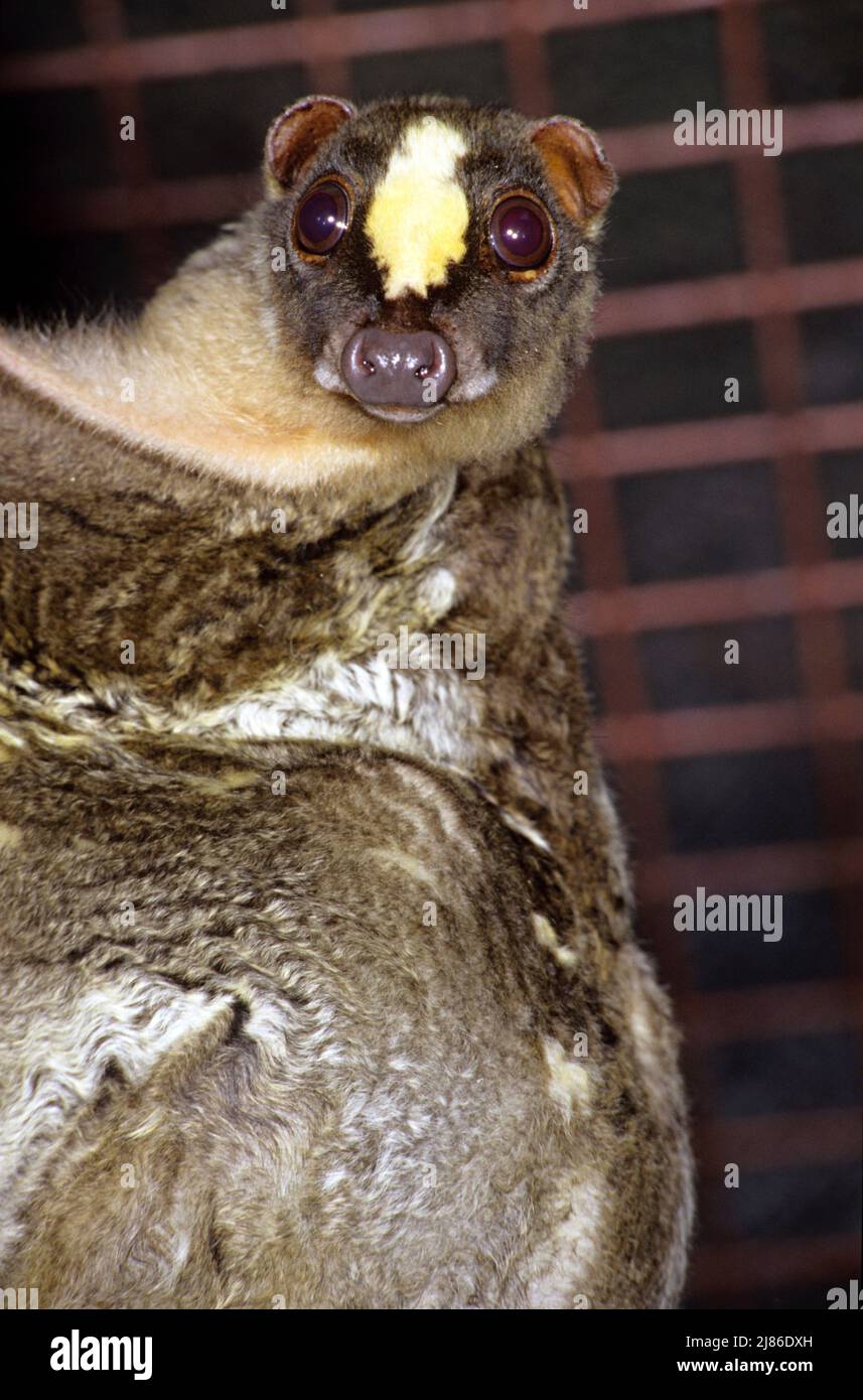 Philippine flying lemur in cage Philippines Stock Photo - Alamy