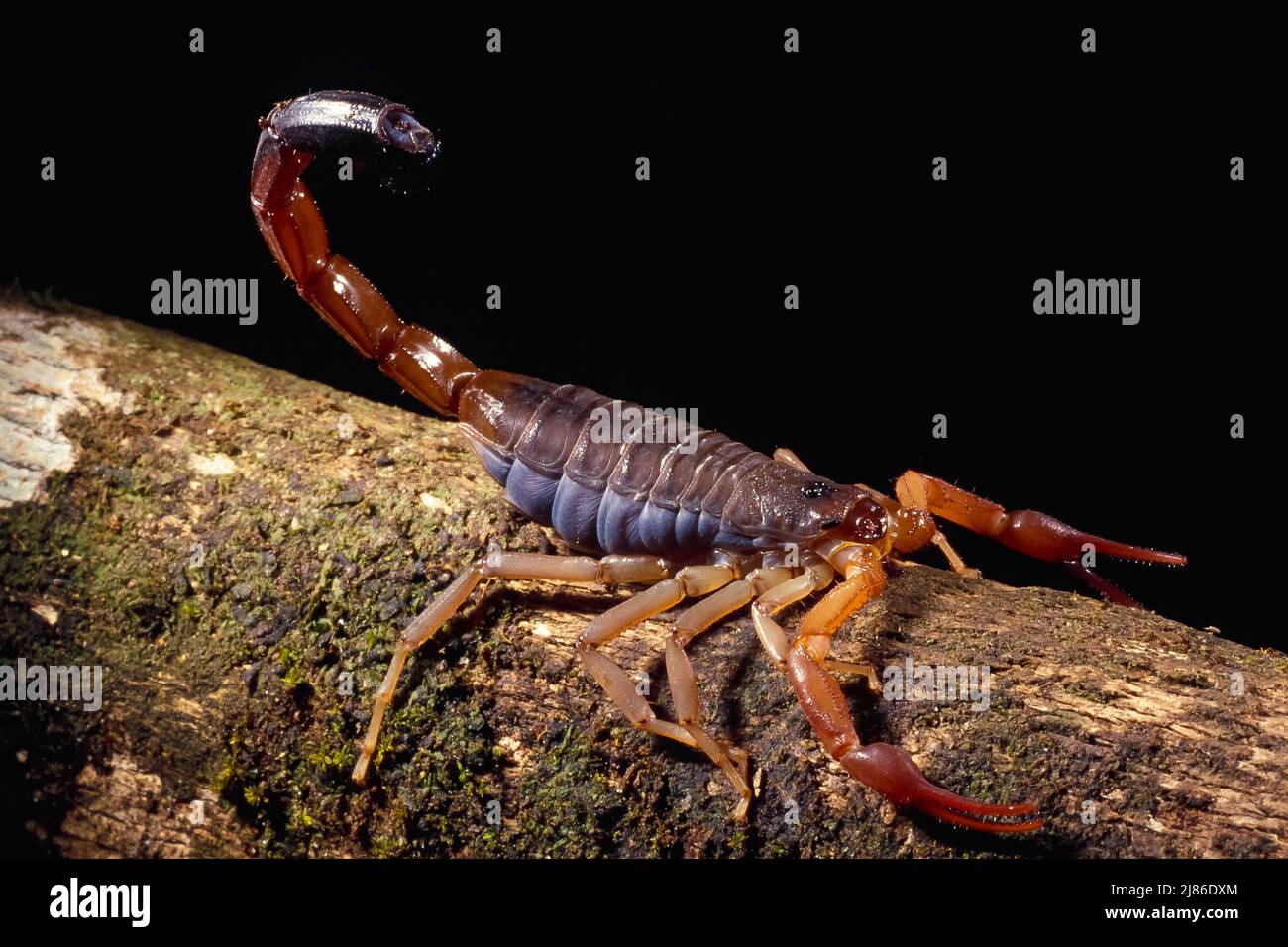 Scorpion (Grosphus flavopiceus) on a trunk, Madagascar Stock Photo - Alamy