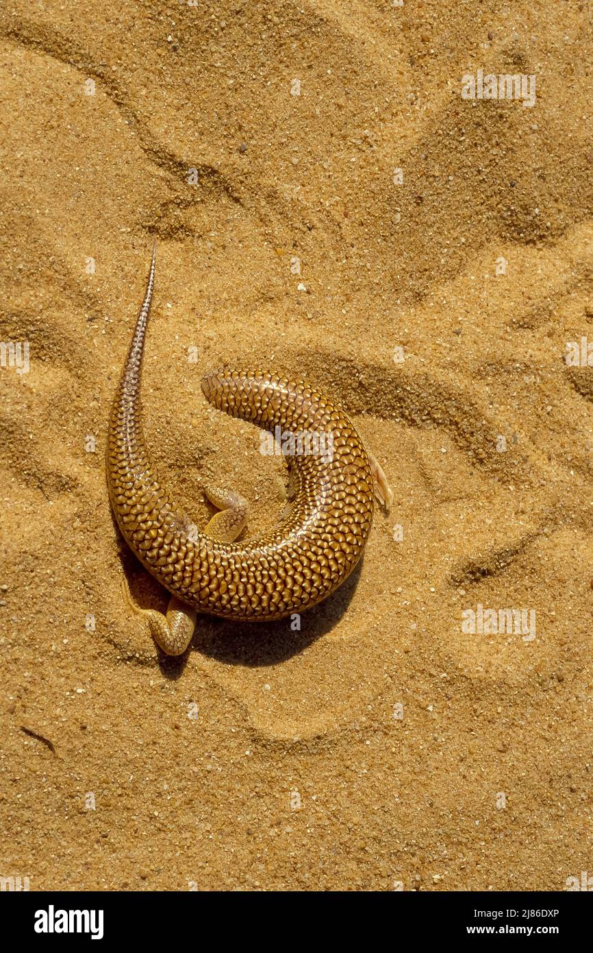 Scincus scincus sandfish hi-res stock photography and images - Alamy
