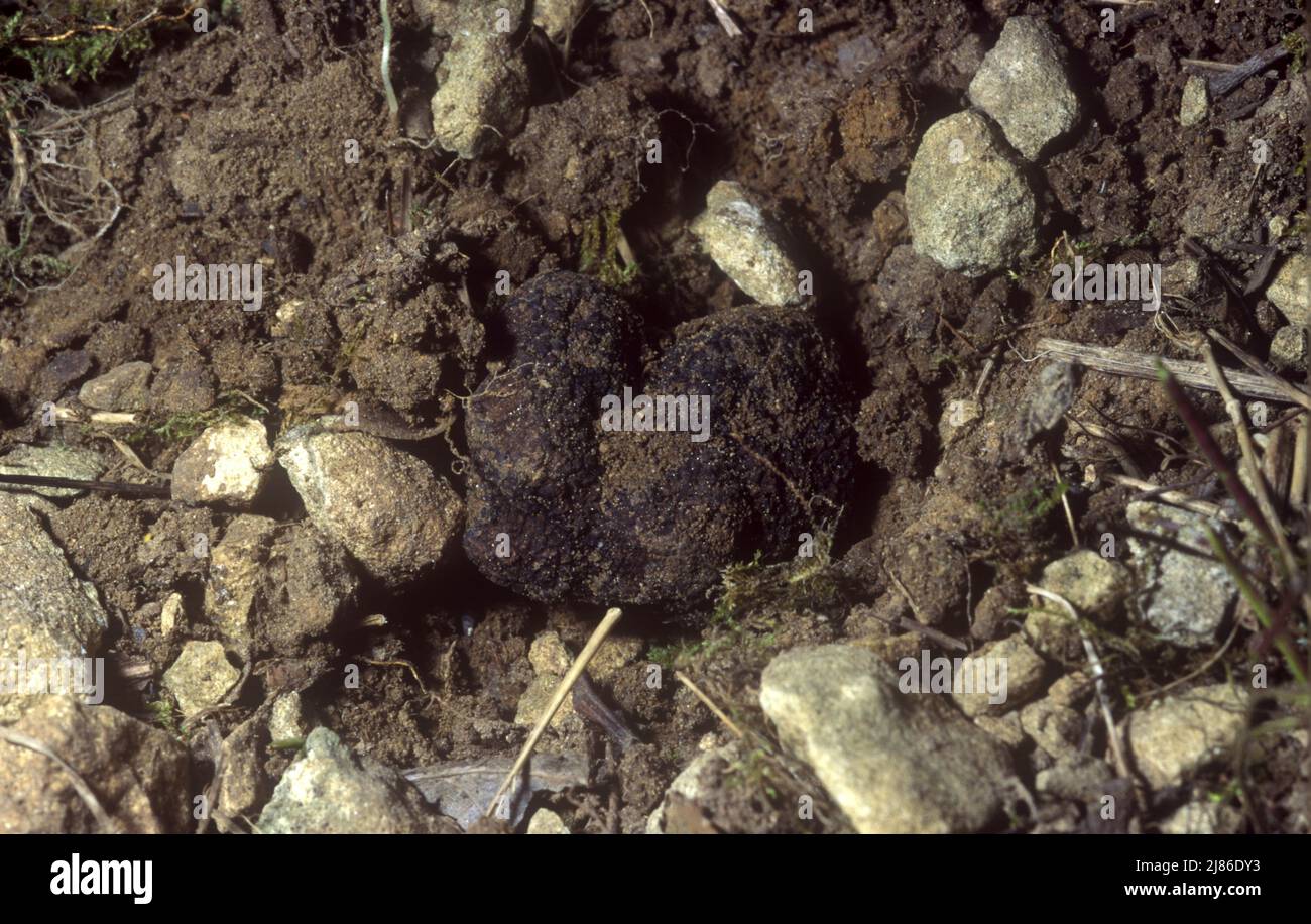 Black Truffle in the soil Perigord France Stock Photo - Alamy
