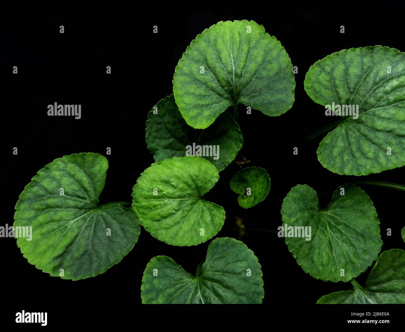 Green leaves of Viola plant on Black background Stock Photo - Alamy