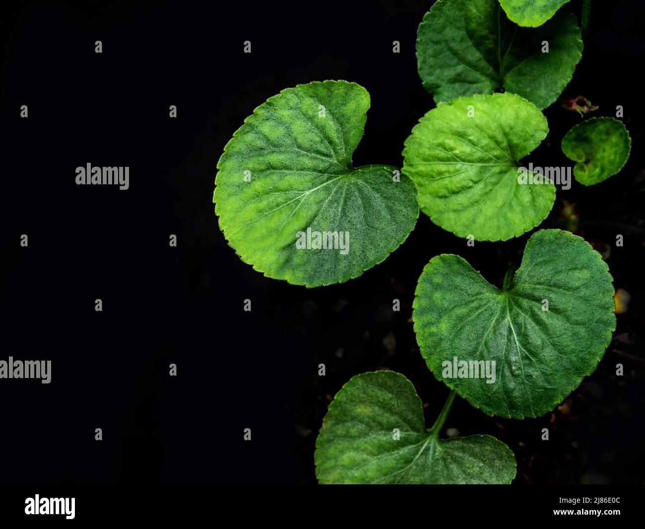 Green leaves of Viola plant on Black background Stock Photo - Alamy