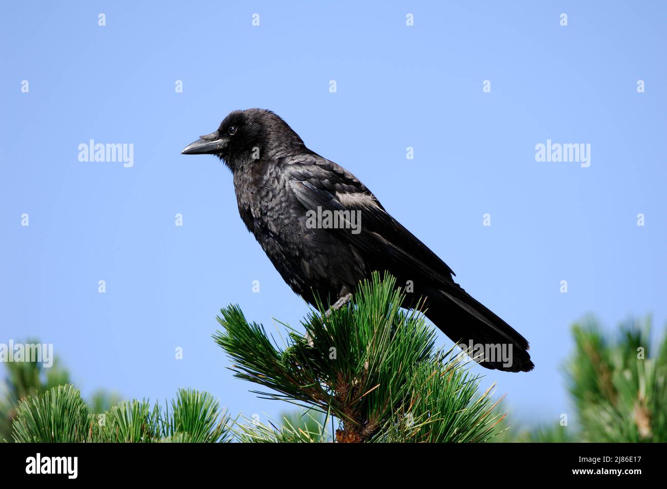 American crow on a tree Chiricahua mountains Arizona Stock Photo - Alamy