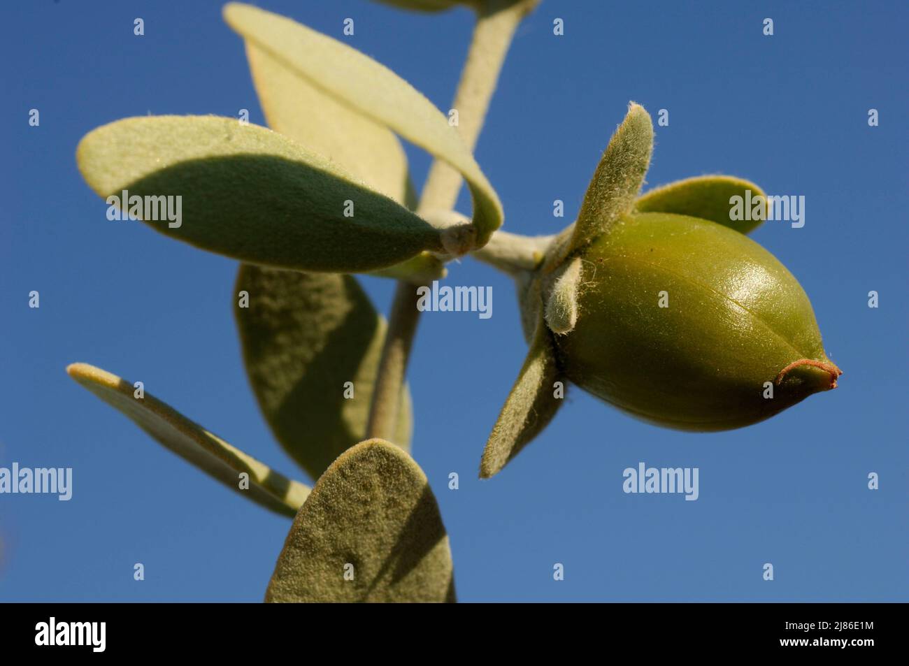 Jojoba shrub hi-res stock photography and images - Alamy