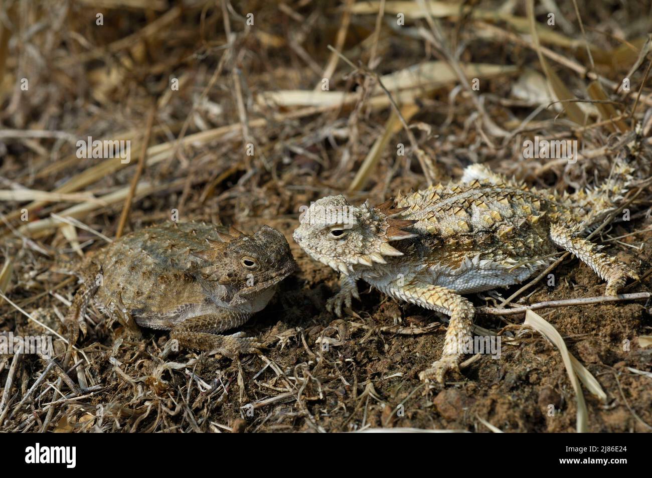 Reptile lizard regal horned lizard hi-res stock photography and images ...