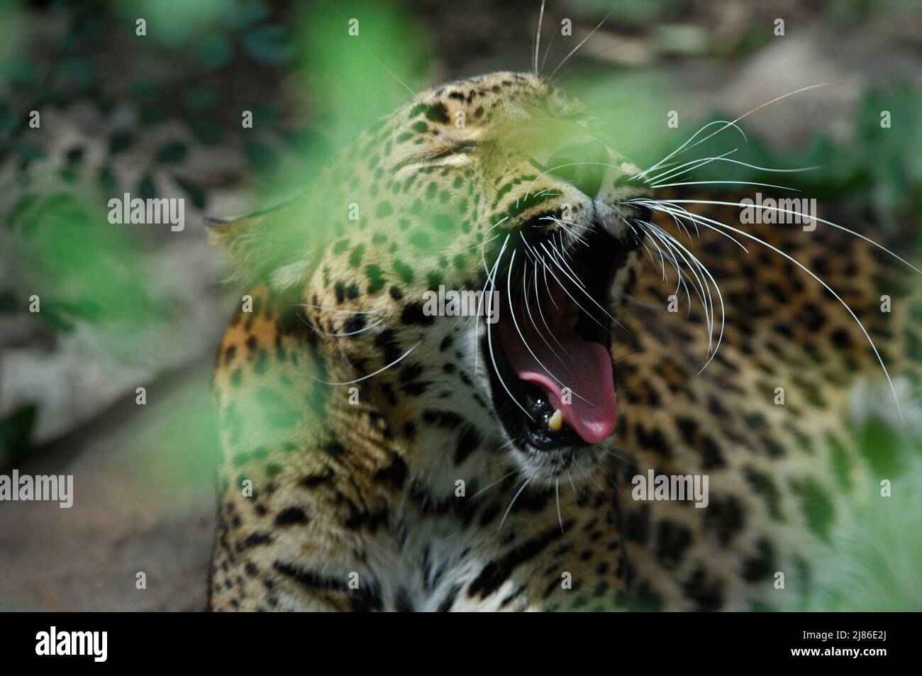 Portrait of a Sri Lanka leopard yawning Sri Lanka Stock Photo - Alamy