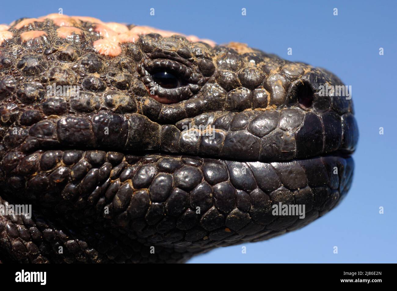 Animals That Are Chordata Reptilia And Squamata Helodermatidae