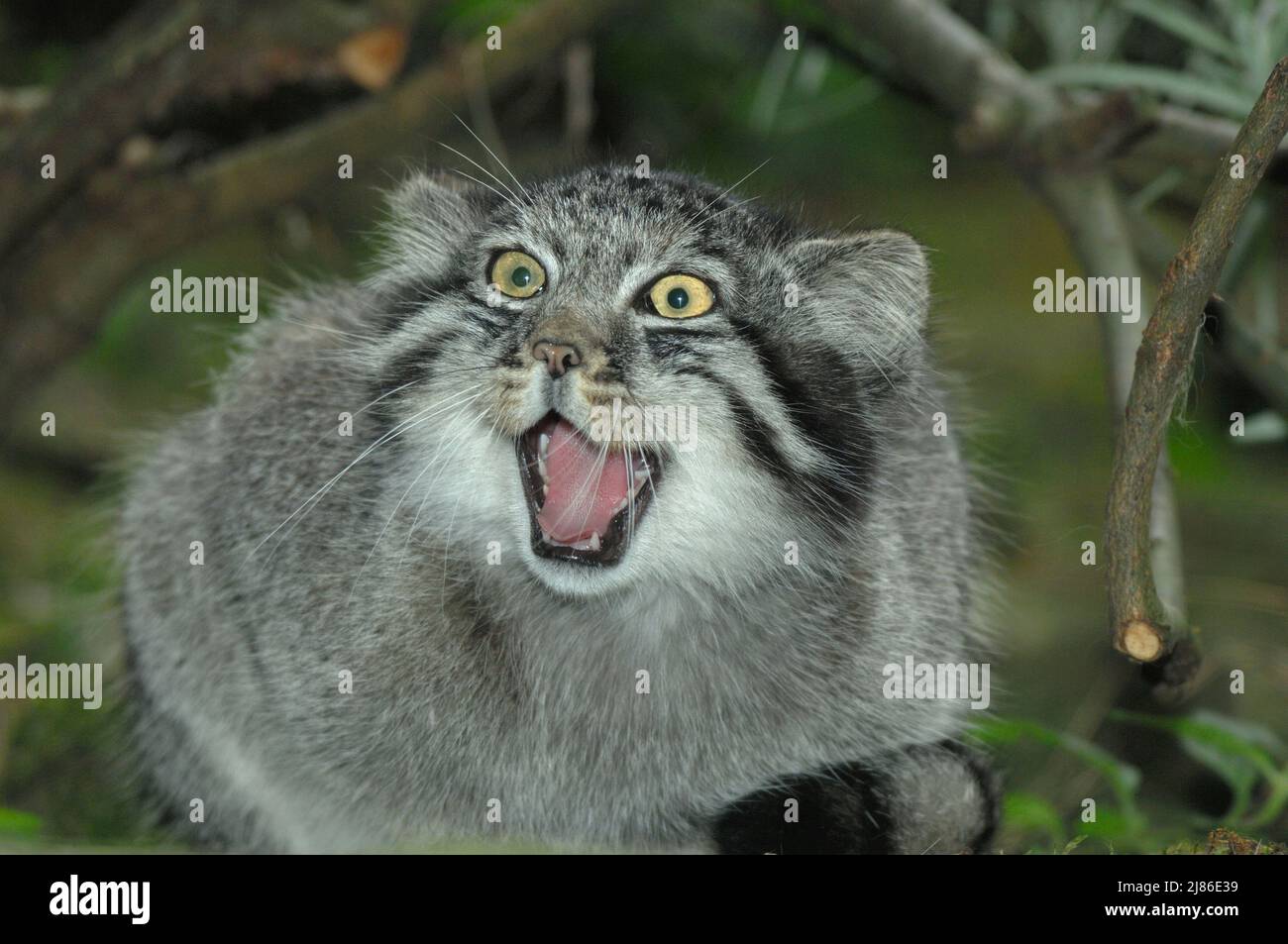 Portrait of a Pallas's cat growling Stock Photo - Alamy