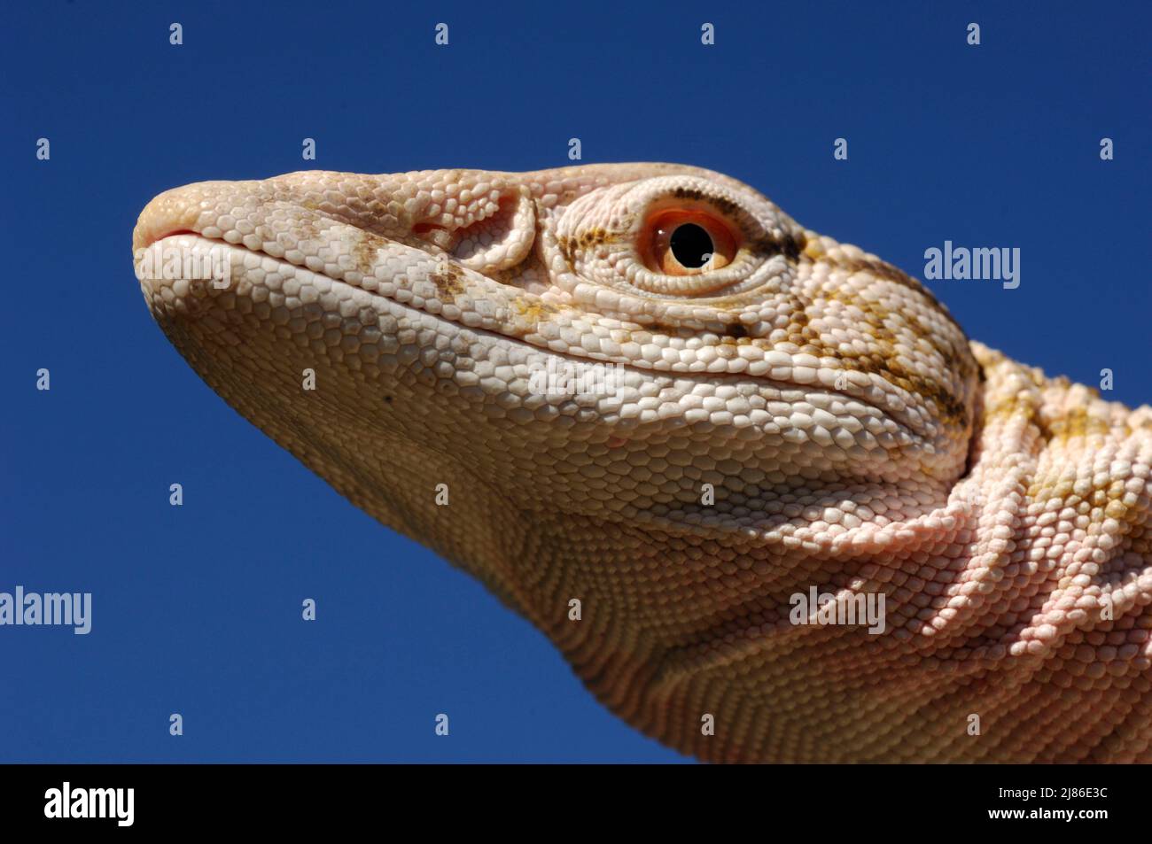 Portrait of a Desert monitor Chinguetti Mauritania Stock Photo - Alamy