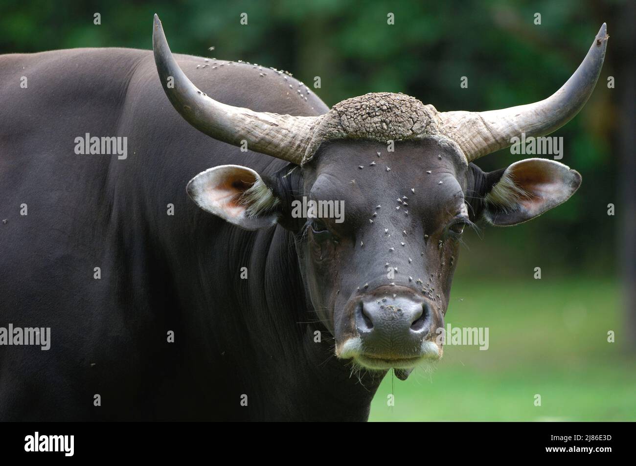 Portrait of a male Banteng in captivity Asia Stock Photo - Alamy