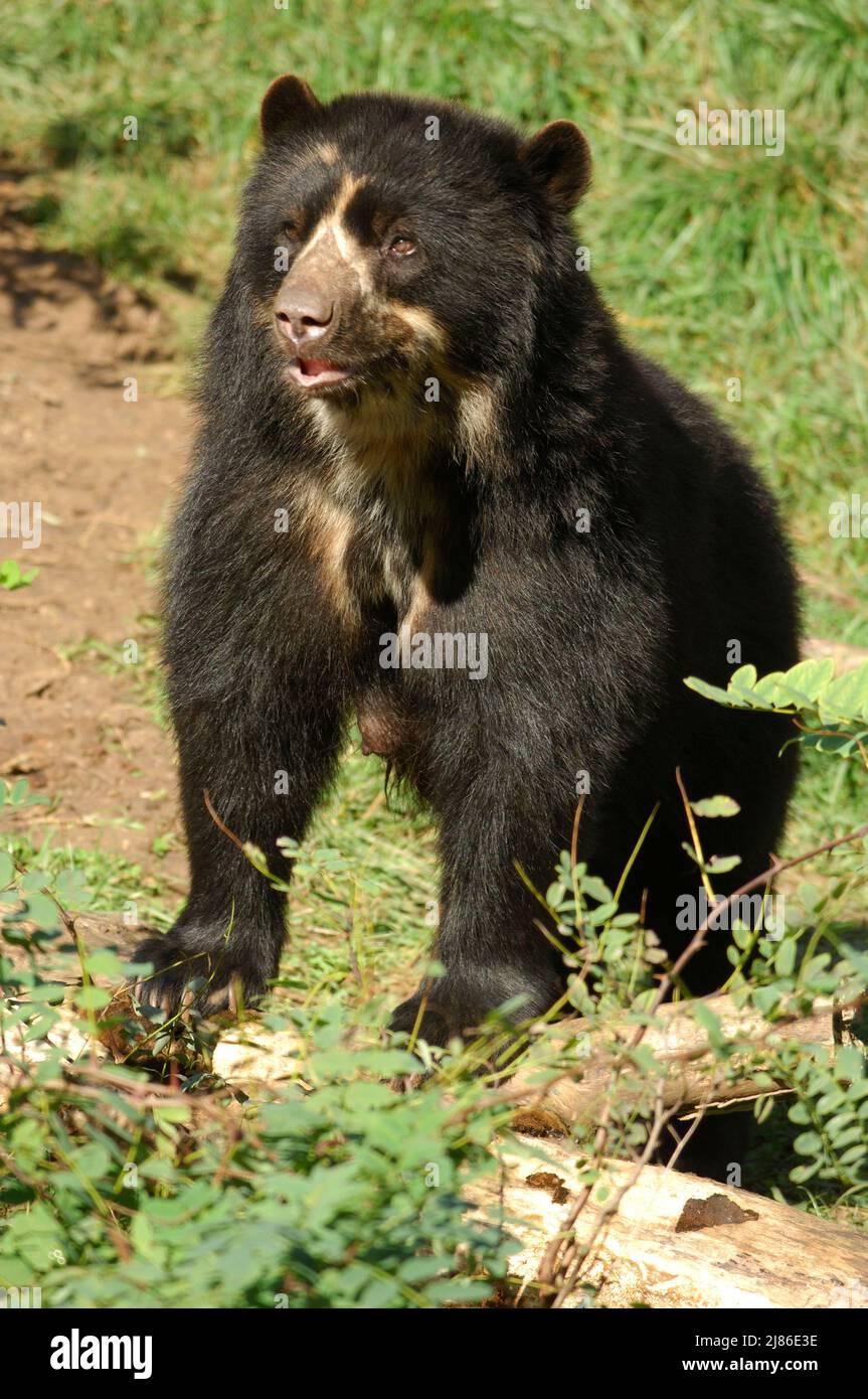 Ecuador bear hi-res stock photography and images - Alamy