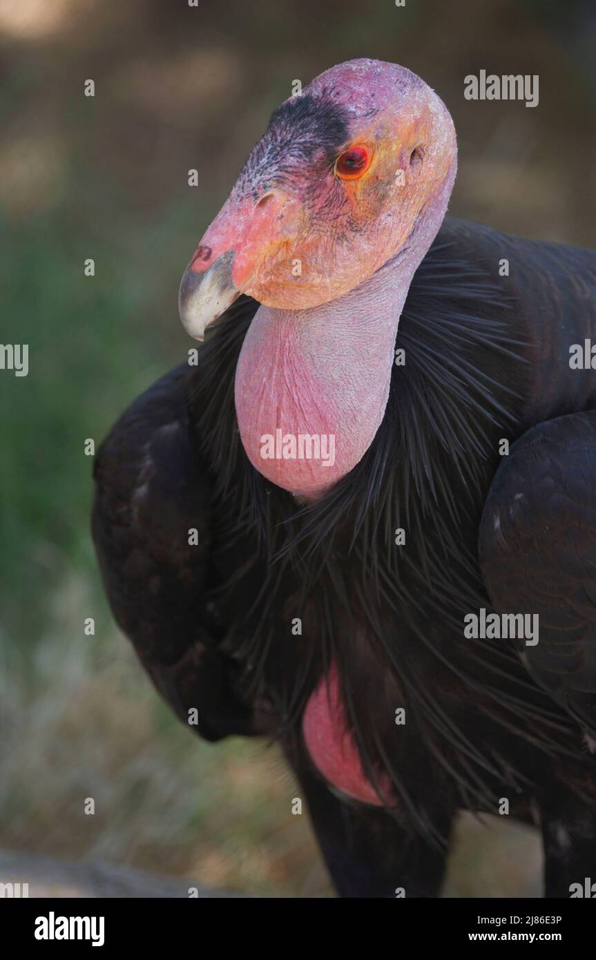 California condor head hi-res stock photography and images - Alamy
