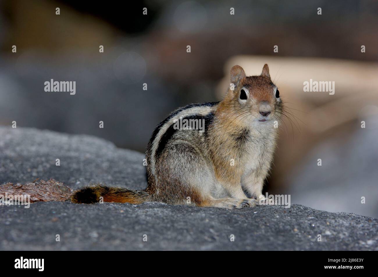 The mantled one hi-res stock photography and images - Alamy