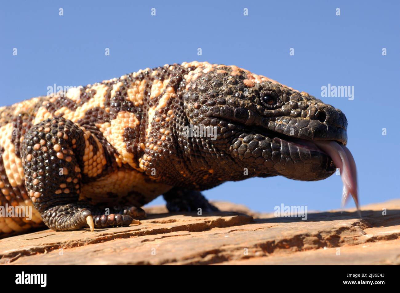 Animals That Are Chordata Reptilia And Squamata Helodermatidae