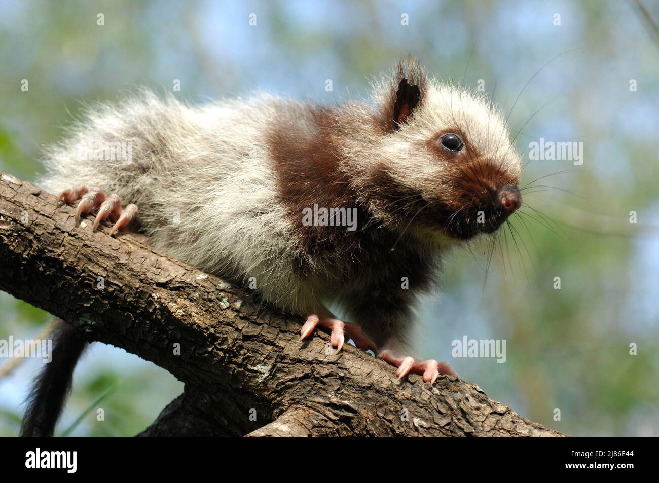 Northern Luzon giant cloud rat (Phloeomys pallidus), Luzon, Philippines ...