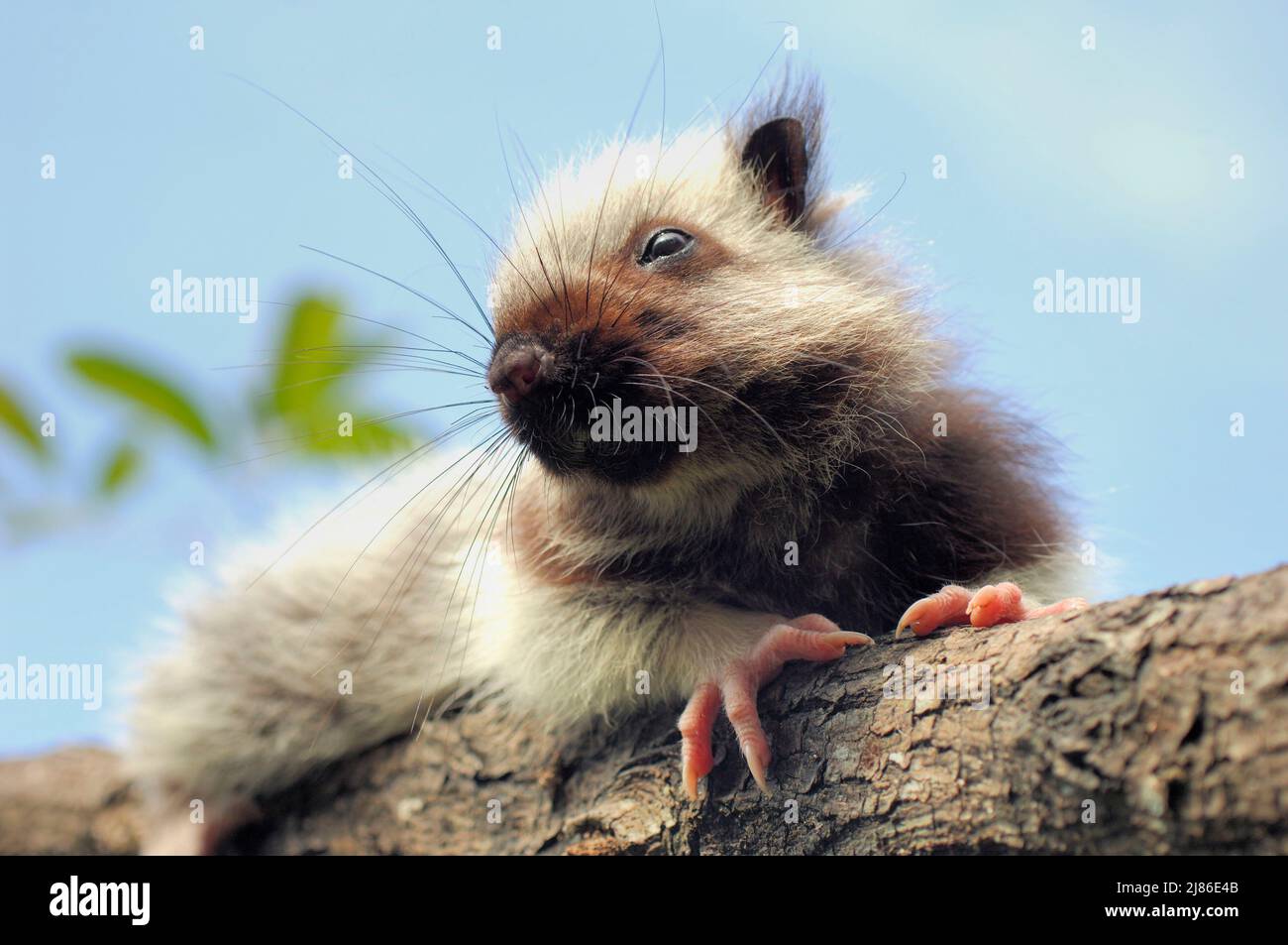 Northern Luzon giant cloud rat (Phloeomys pallidus), Luzon, Philippines ...